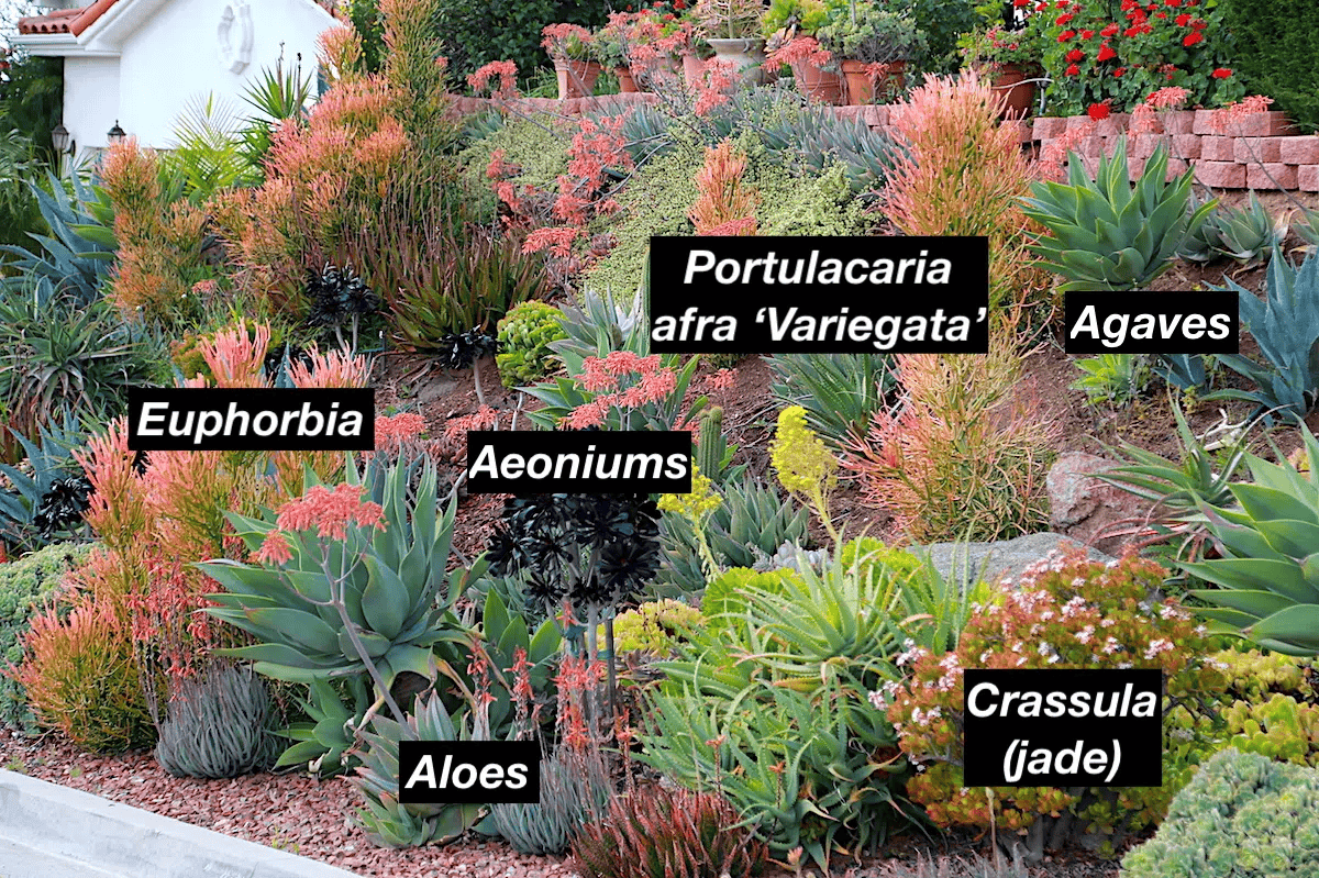 Is Your Garden Firewise? The Beauty of Succulents and Award-Winning ...
