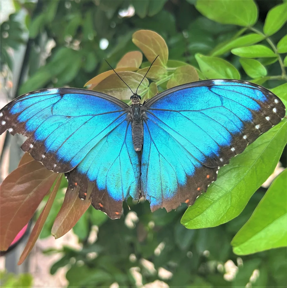 The Symbolism of Butterflies: Transcendence and Transformation and More ...