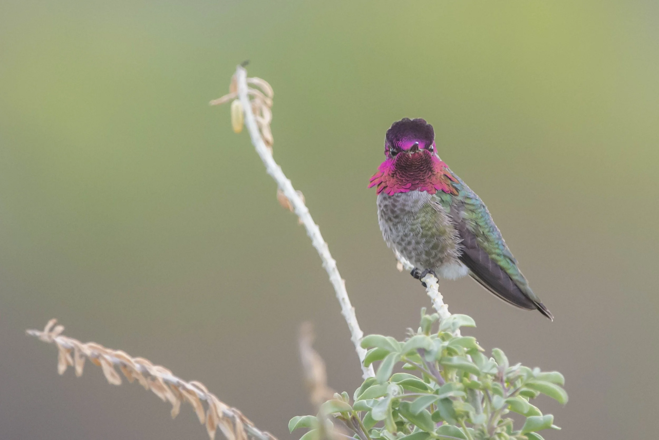 Hummingbirds of the Palos Verdes Peninsula By Local Photographer Randy ...