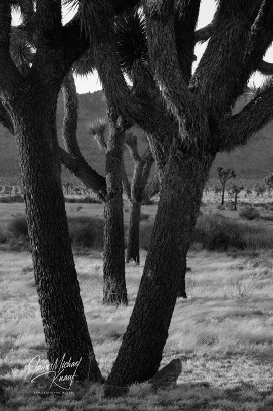 All Day, All Night: Nearby Joshua Tree National Park by South Bay ...