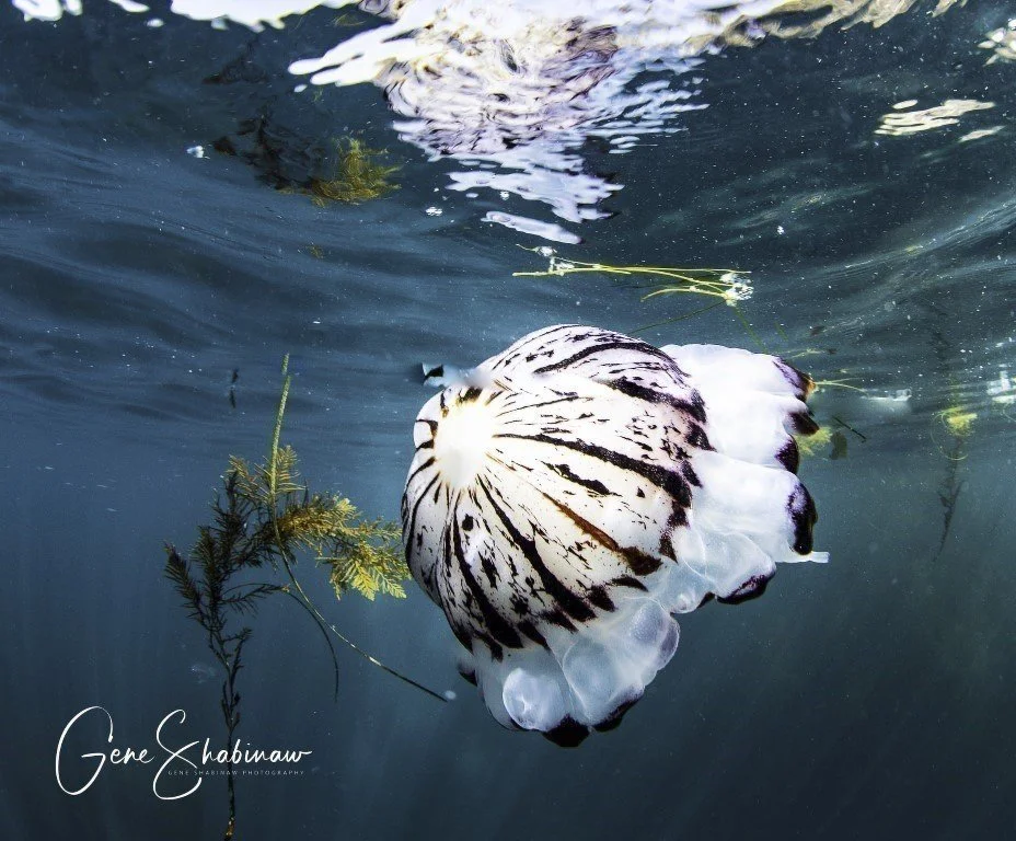 Jellyfish: More Than Just a Sting, Unveiling the Secrets of These ...
