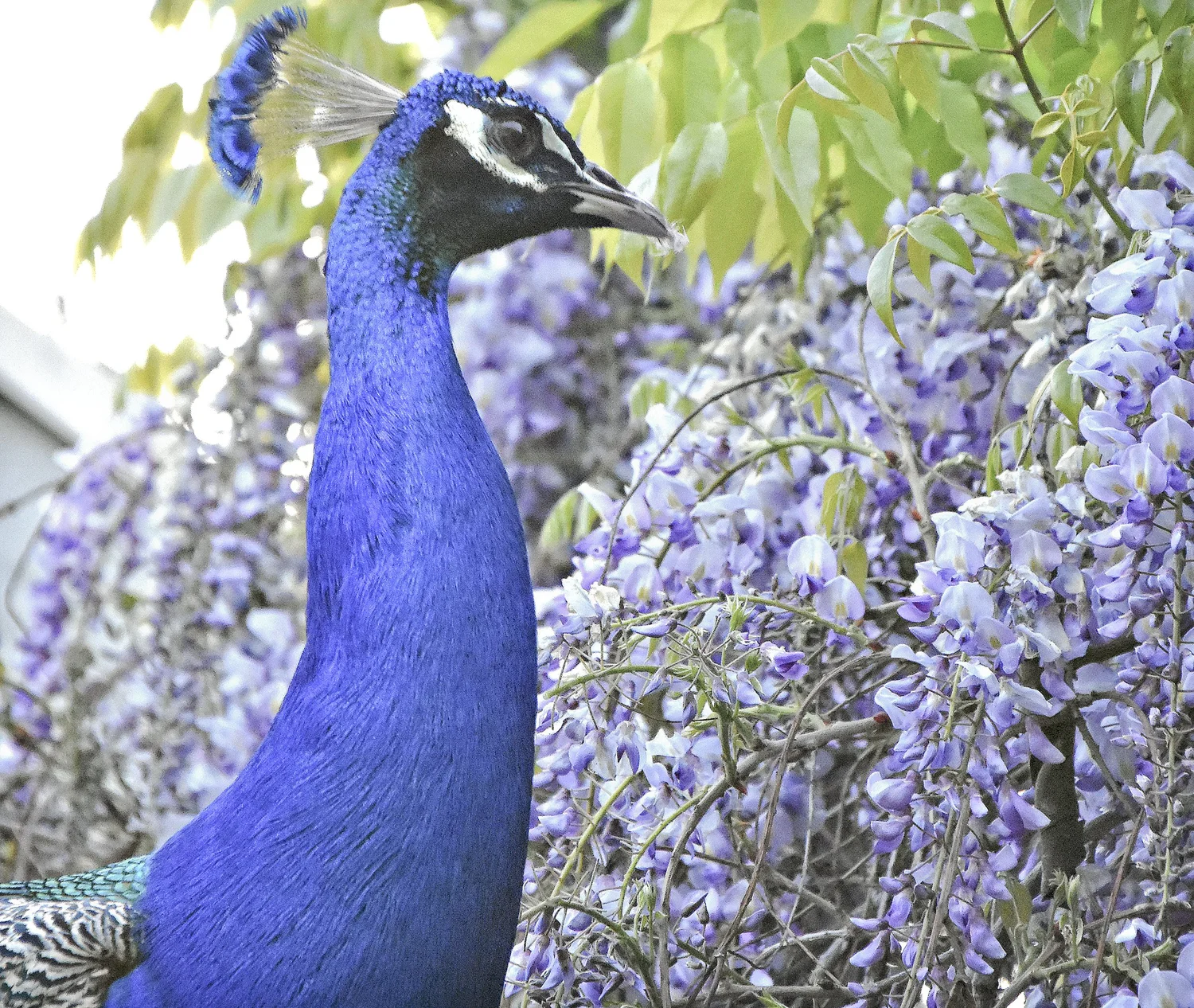 The Majestic Peacocks of the Banning Wrigley Historic District By ...