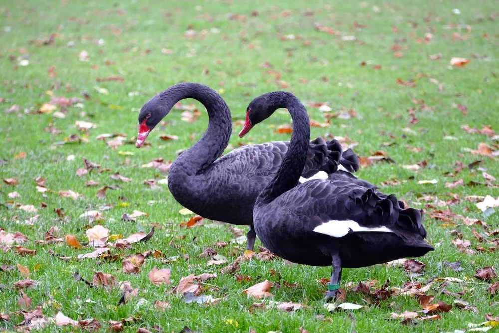 The Grace of Swans: How Their Symbolism Shaped History and Culture ...