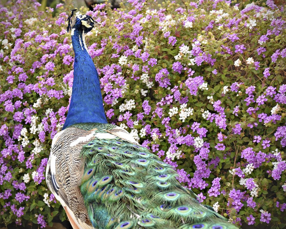 The Majestic Peacocks of the Banning Wrigley Historic District By ...