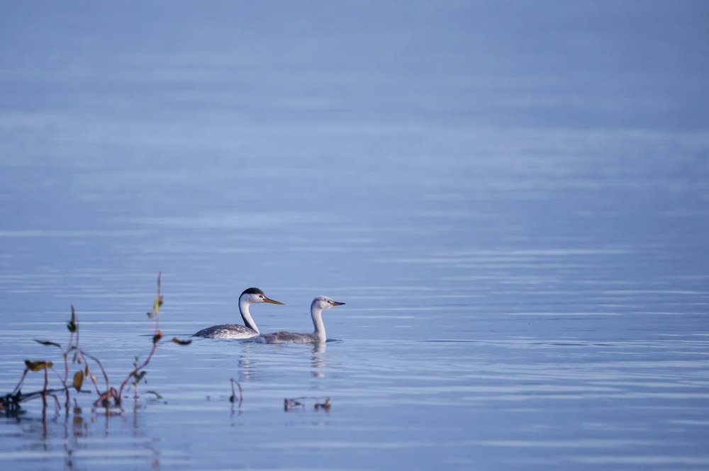 The Grace of Swans: How Their Symbolism Shaped History and Culture ...