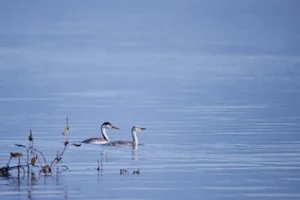 The Grace of Swans: How Their Symbolism Shaped History and Culture ...
