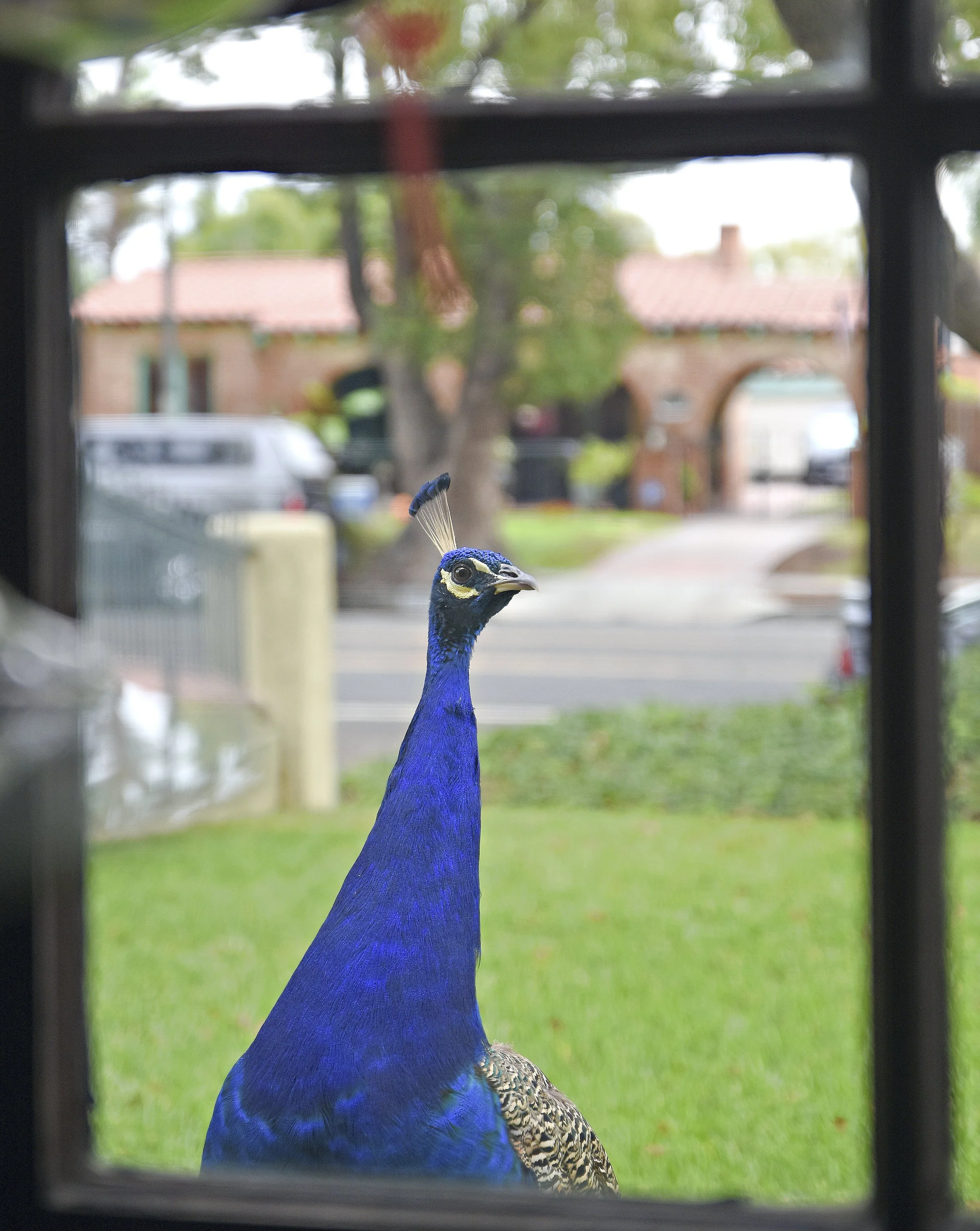 The Majestic Peacocks of the Banning Wrigley Historic District By ...