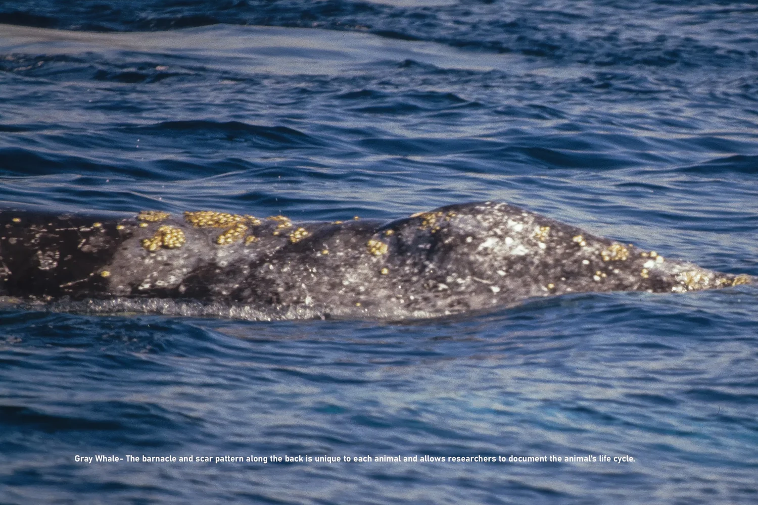 Whale of a Day is On it's Way: Taking a Break from the Norm - The Gray ...