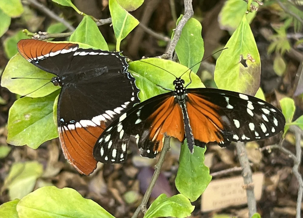 The Symbolism of Butterflies: Transcendence and Transformation and More ...