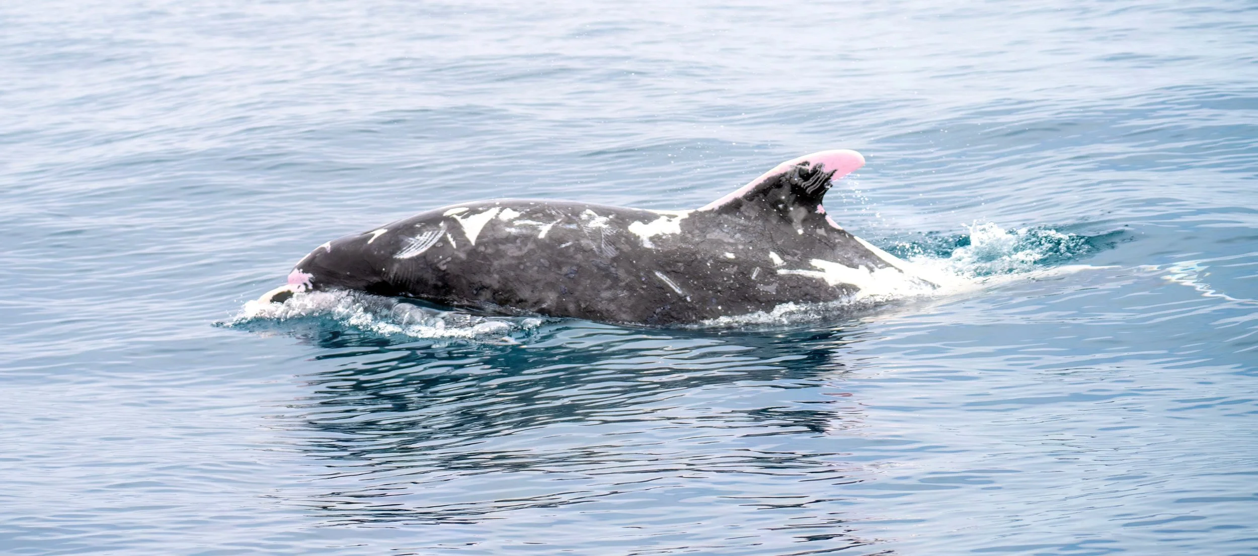 Patches the Dolphin By Brenda Cash — Palos Verdes Pulse