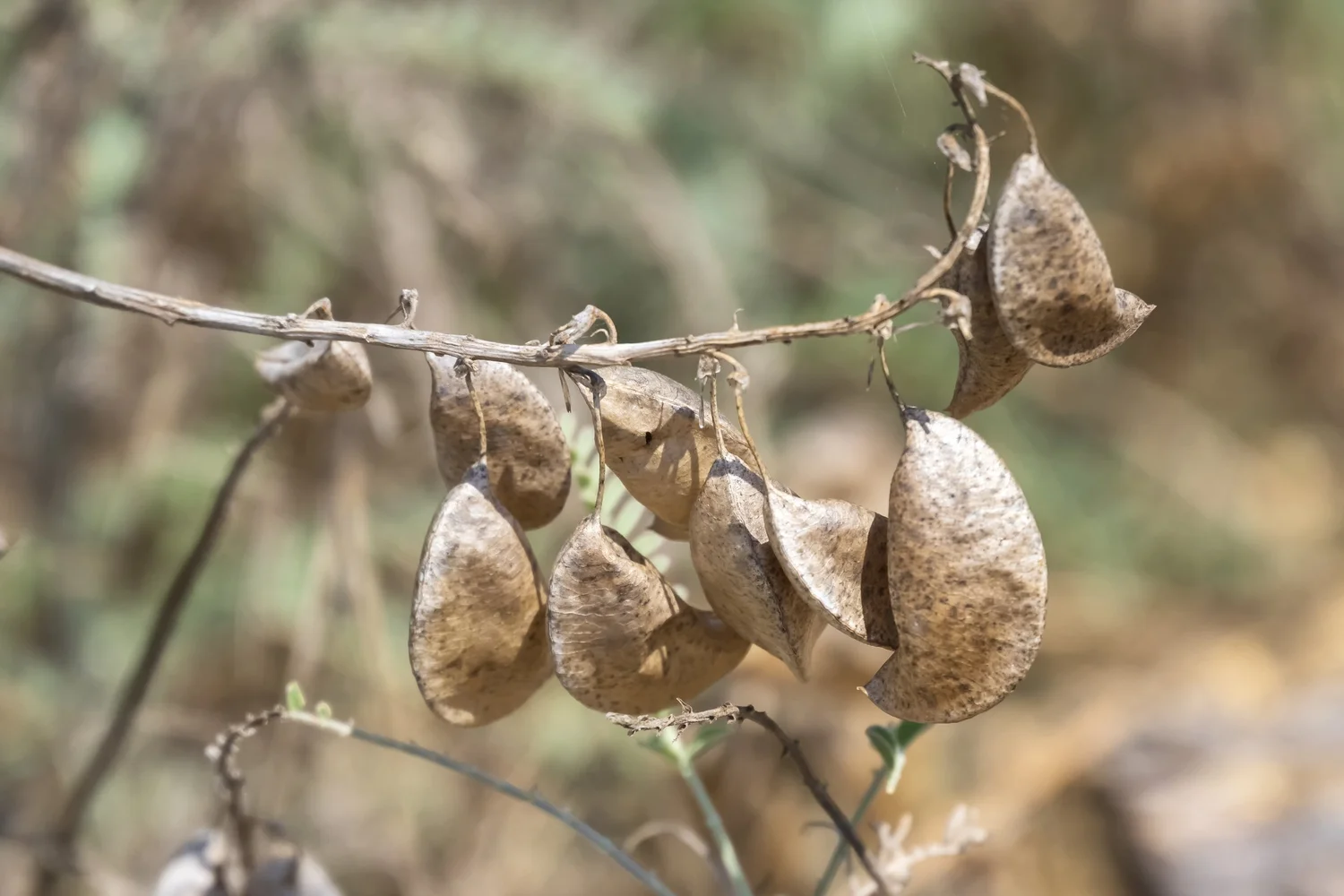 The Palos Verdes Peninsula Land Conservancy Unveils Its Mobile Seed ...