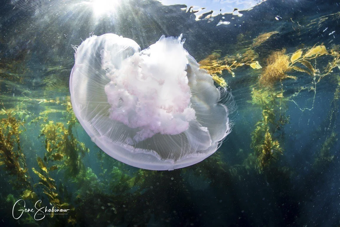 Jellyfish: More Than Just a Sting, Unveiling the Secrets of These ...