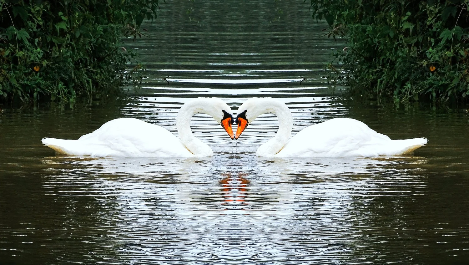 The Grace of Swans: How Their Symbolism Shaped History and Culture ...
