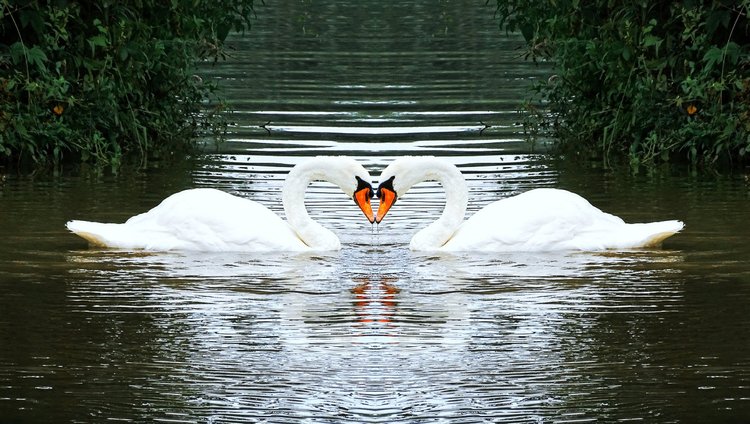 The Grace of Swans: How Their Symbolism Shaped History and Culture ...