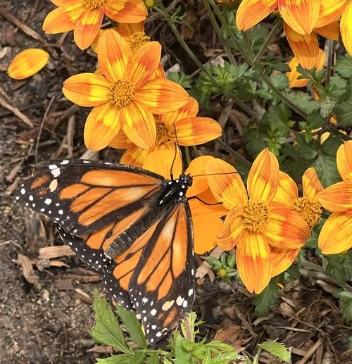 The Symbolism of Butterflies: Transcendence and Transformation and More ...