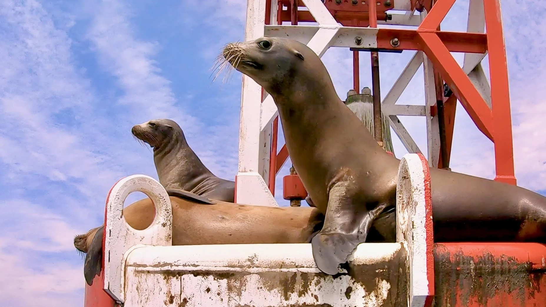 Swimming with the Sea Lions of Redondo Beach Harbor Go Wild with Mr. Whiskers By Andre Navarro ...