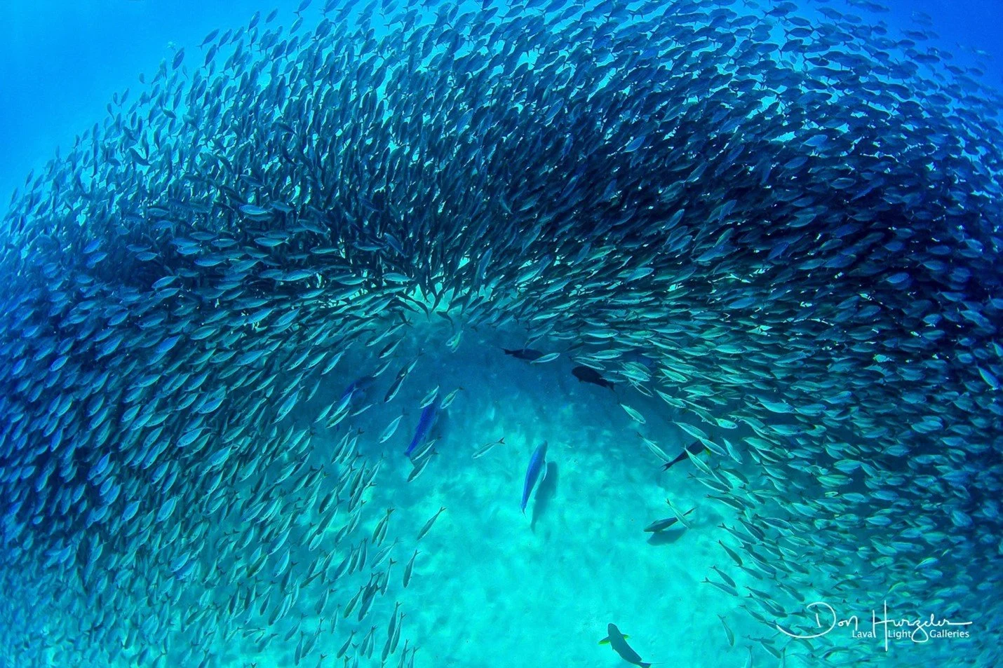 Sea Creatures of the Pacific By Photographer, Author & ContributorDon ...