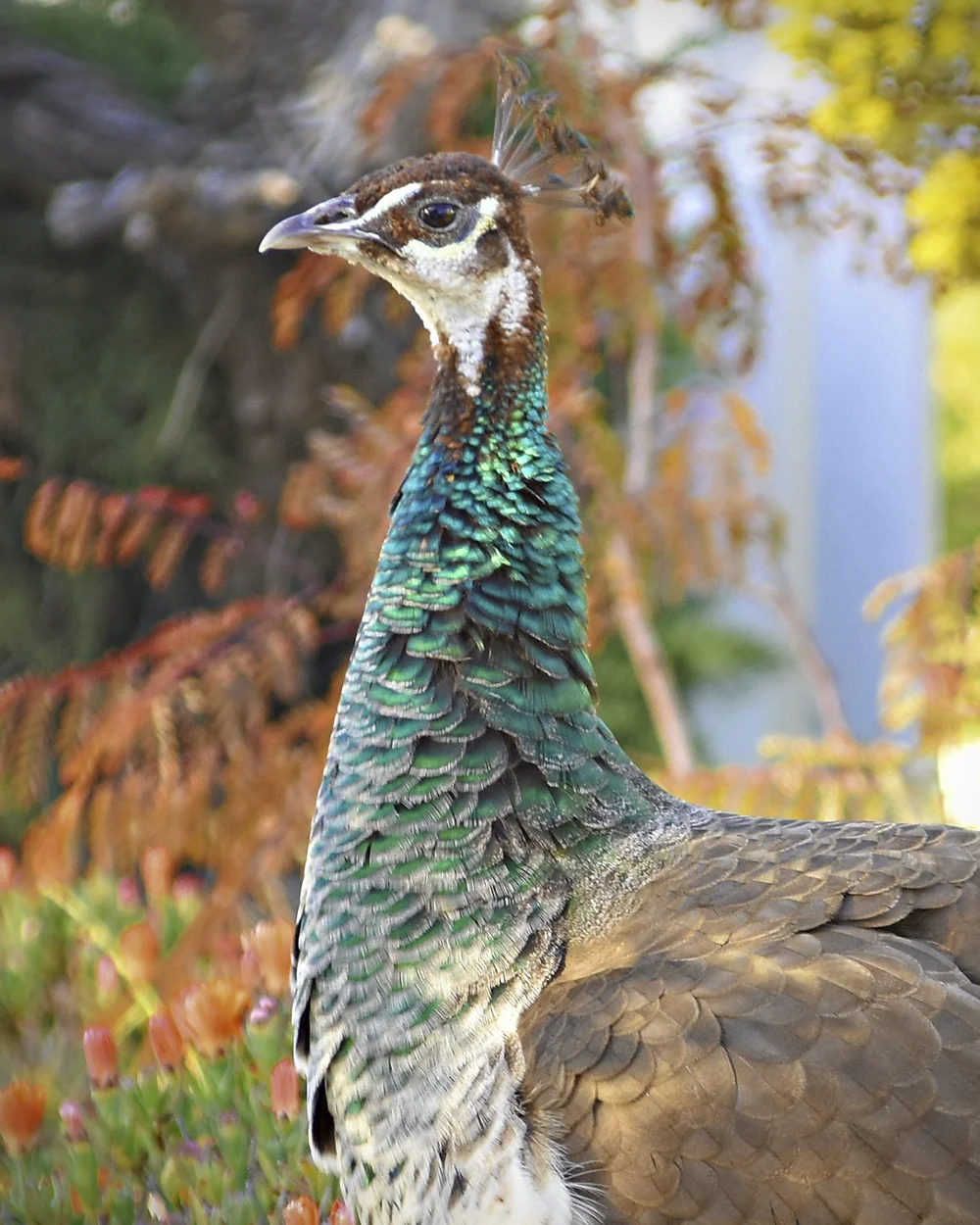 The Majestic Peacocks of the Banning Wrigley Historic District By ...