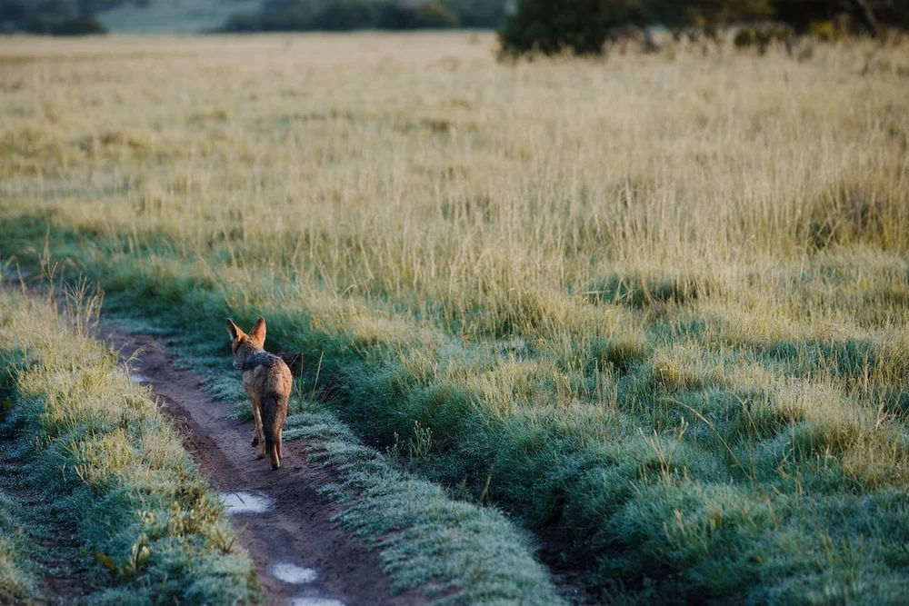 Sly as a Fox - The Symbolism of Foxes in Different Cultures and ...