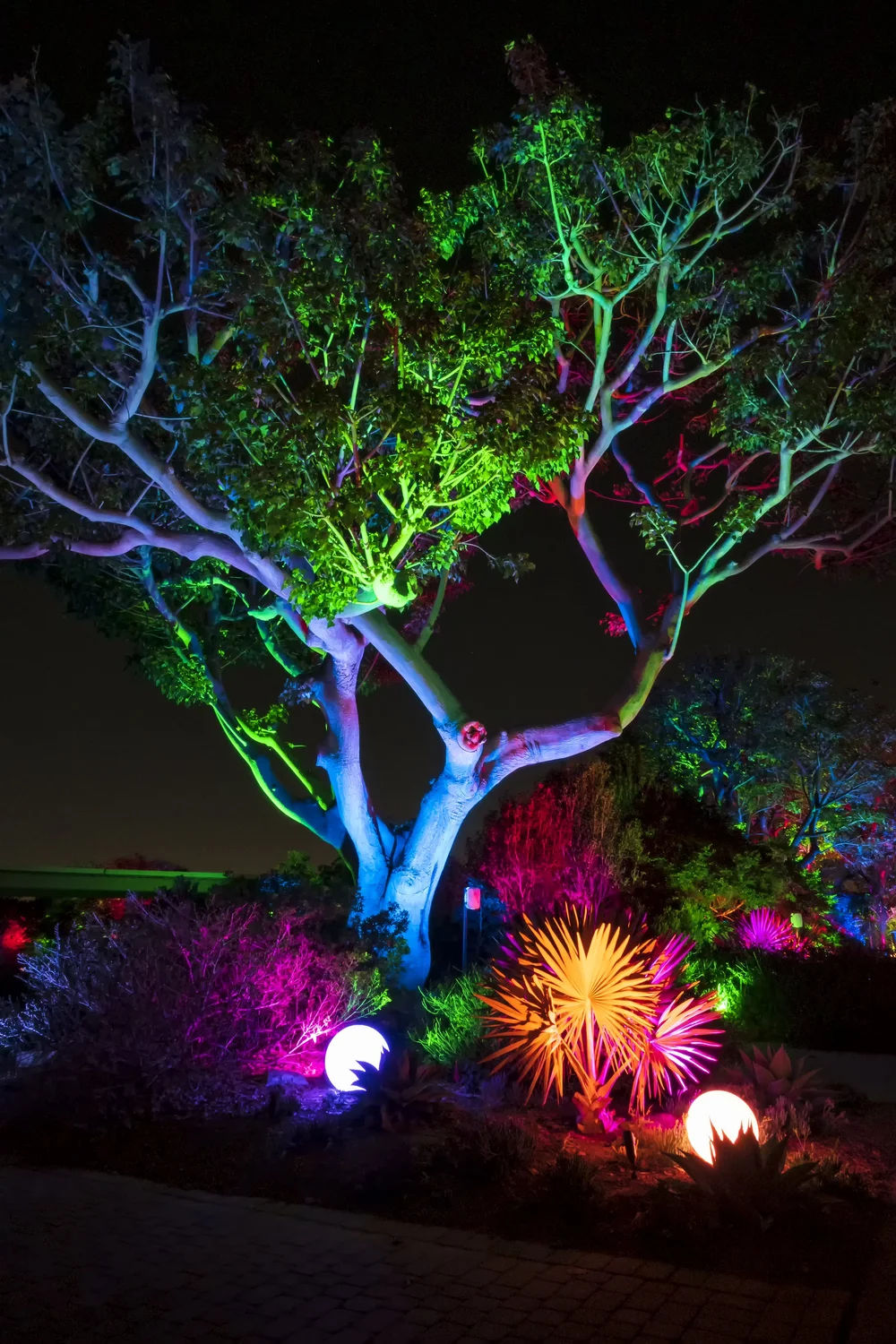 The South Coast Botanic Garden Has Their GLOW On! By Steve Tabor ...