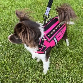 Barking Up the Right Tree: How CoyoteVest Revolutionized Pet Protection ...