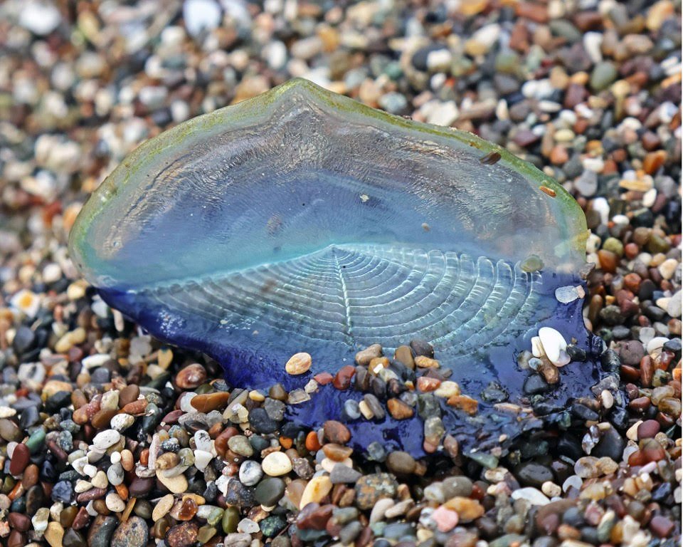 Sea & Shore: A Scintillating Photography Show at Malaga Cove Library By ...