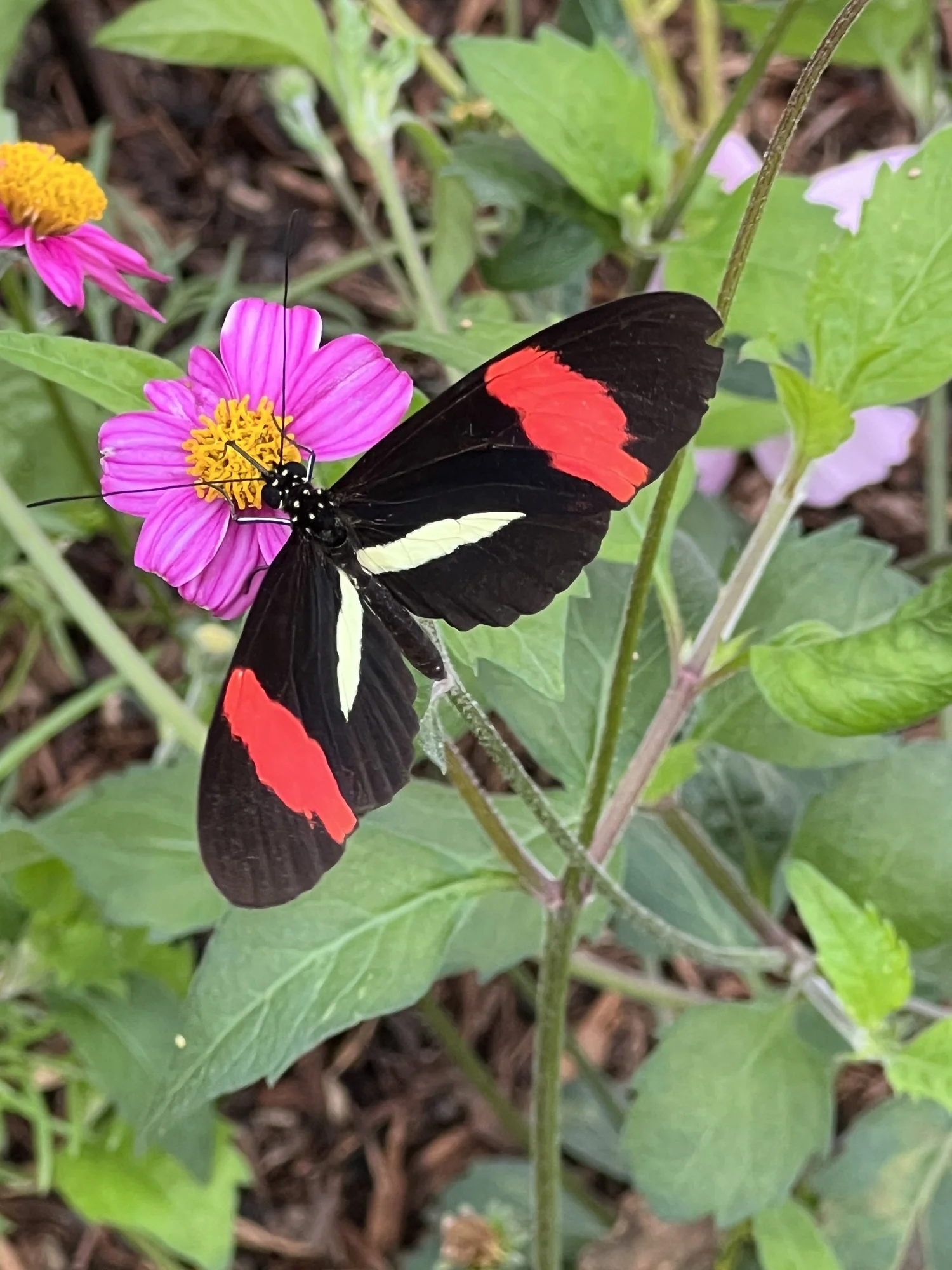 The Symbolism of Butterflies: Transcendence and Transformation and More ...