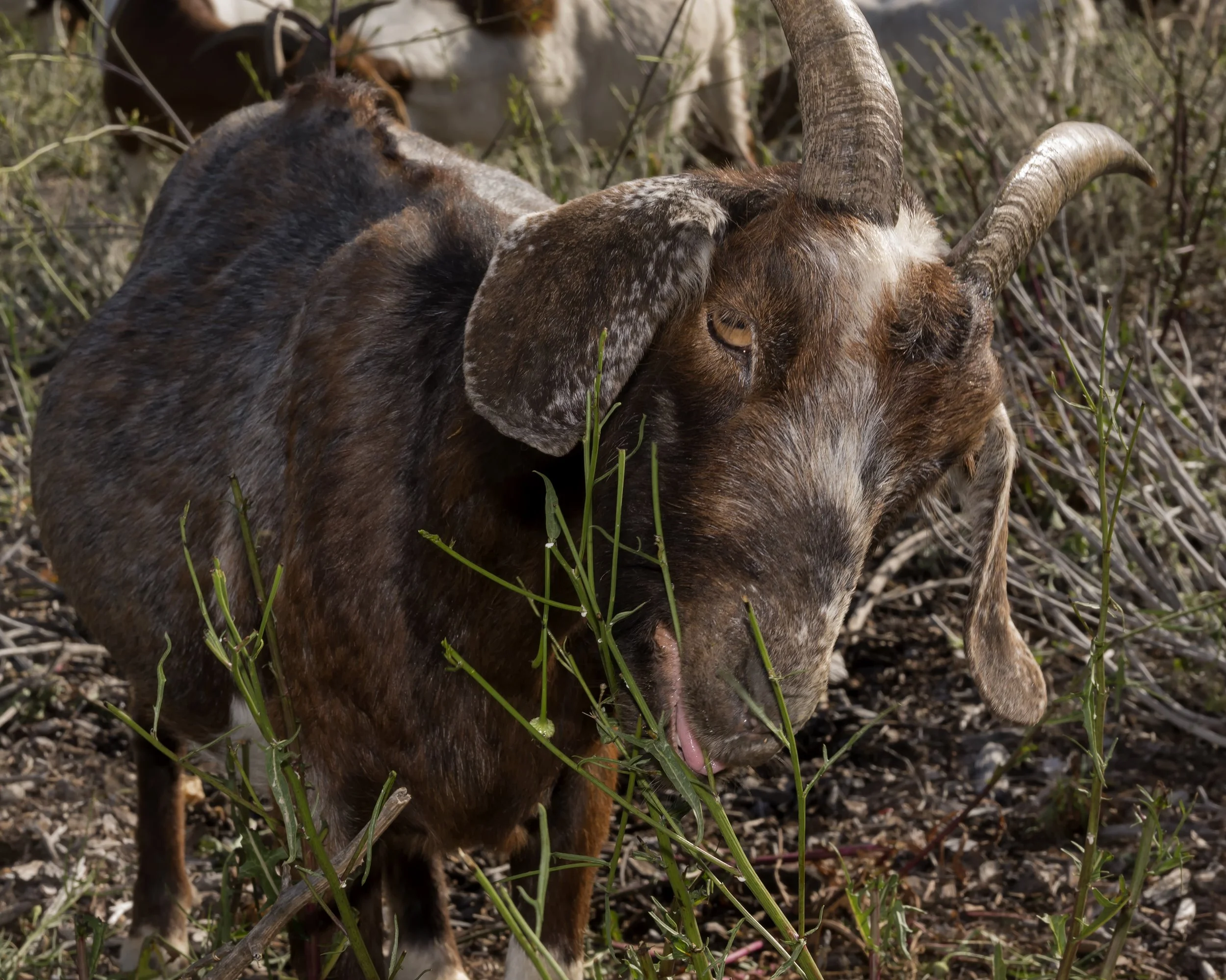 Unraveling the Charismatic Charm of Goats: A Fascinating Insight into ...