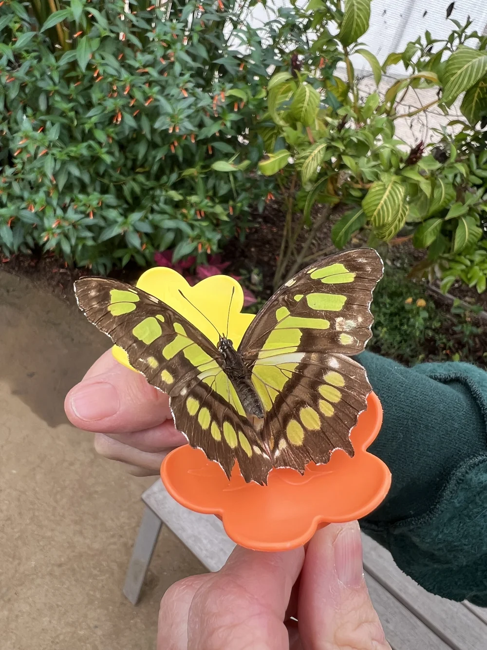 The Symbolism of Butterflies: Transcendence and Transformation and More ...