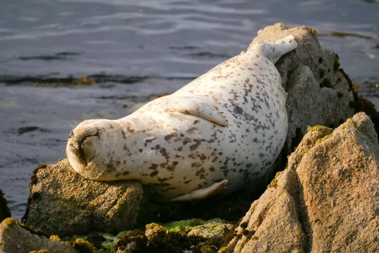 The Symbolism of Harbor Seals: A Deep Dive into Cultural and ...