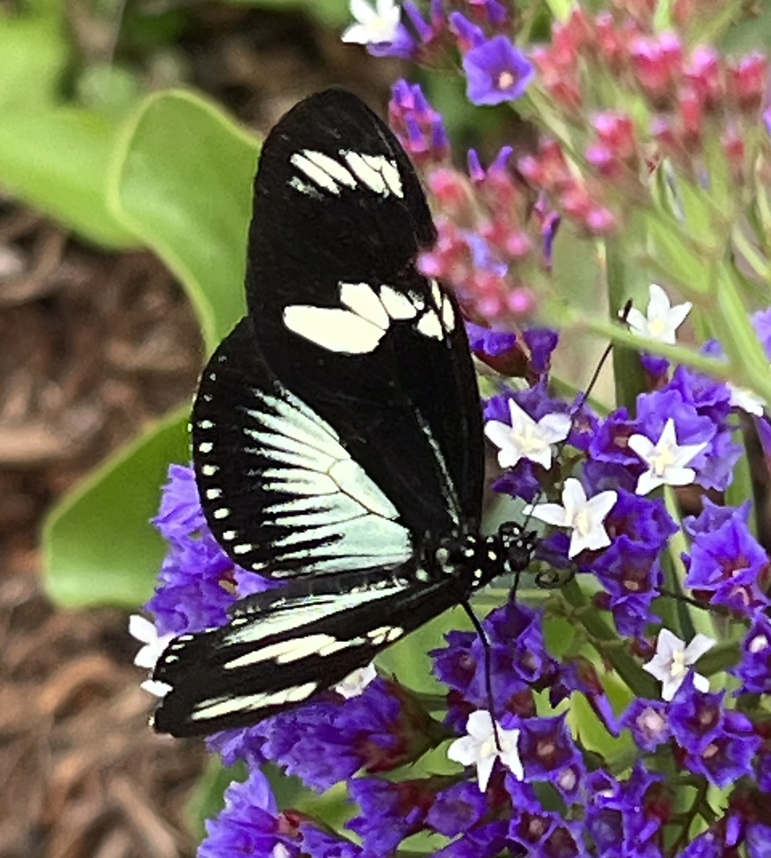 The Symbolism of Butterflies: Transcendence and Transformation and More ...