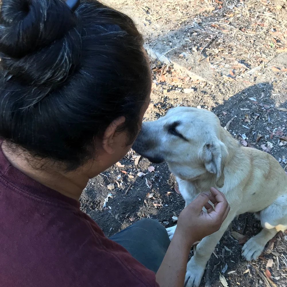 Adorable Dogs & Guided Goats Working Together to Prevent Fires on the ...