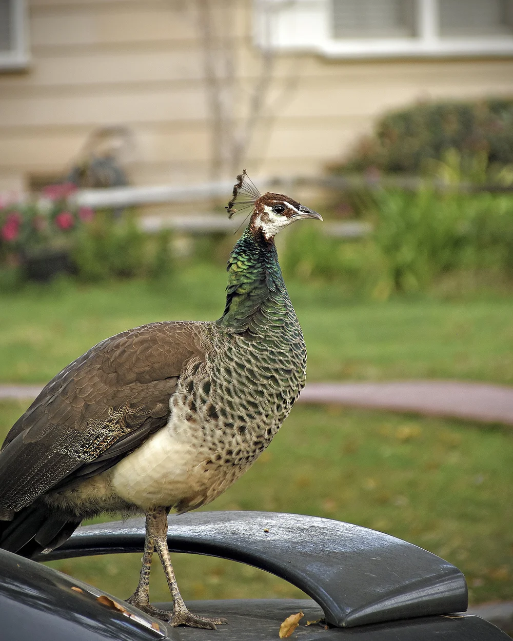 The Majestic Peacocks of the Banning Wrigley Historic District By ...