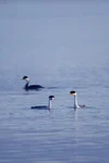 The Grace of Swans: How Their Symbolism Shaped History and Culture ...