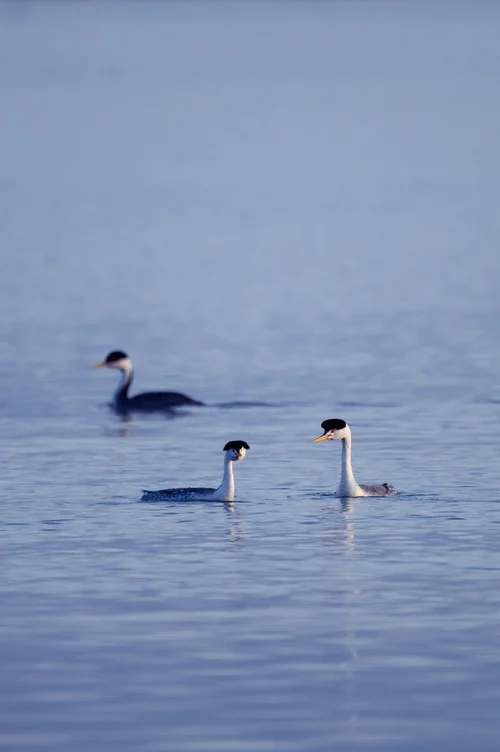 The Grace of Swans: How Their Symbolism Shaped History and Culture ...