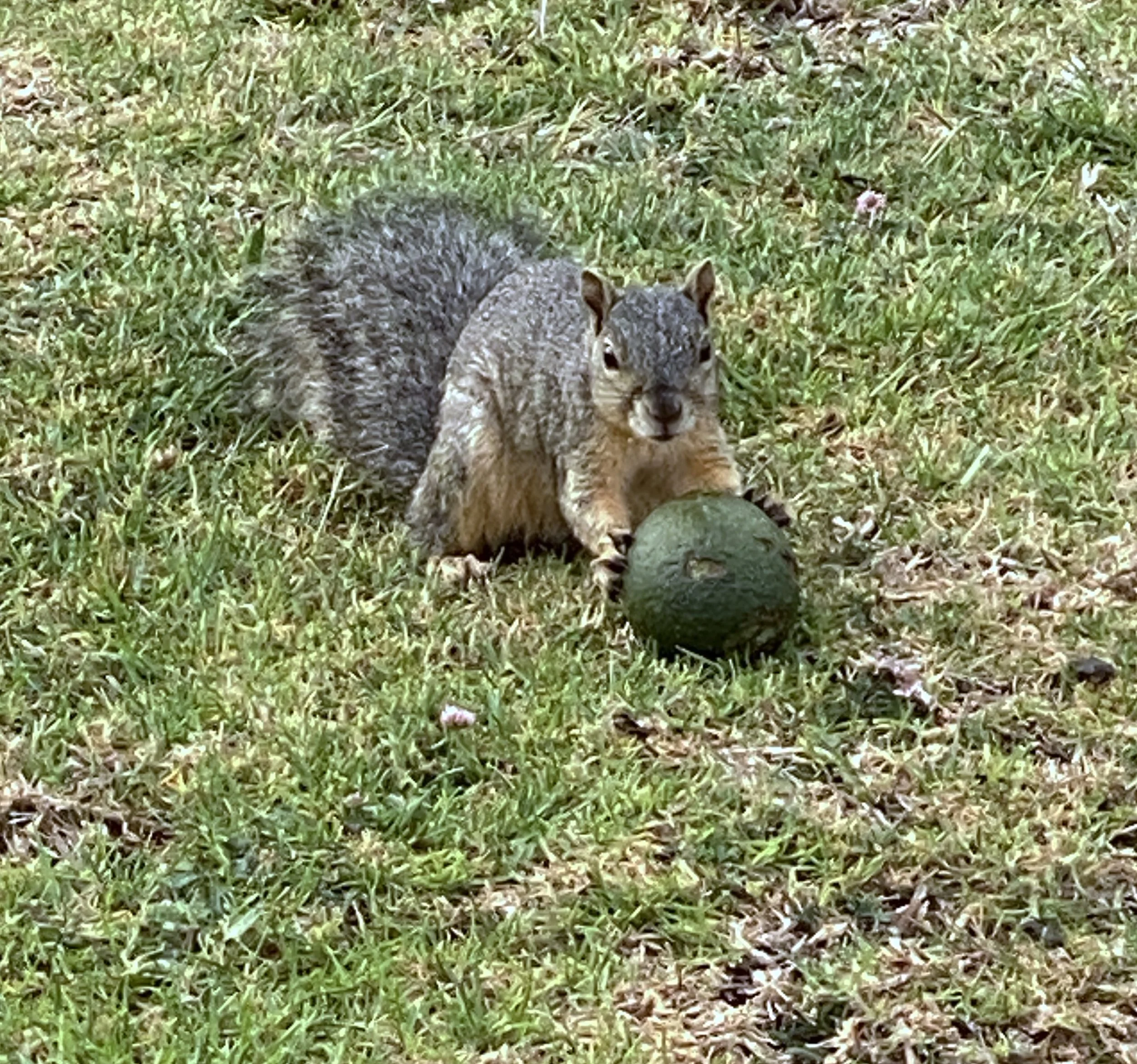 Charming Acrobats of the Coast: The Western Gray Squirrels of Palos ...