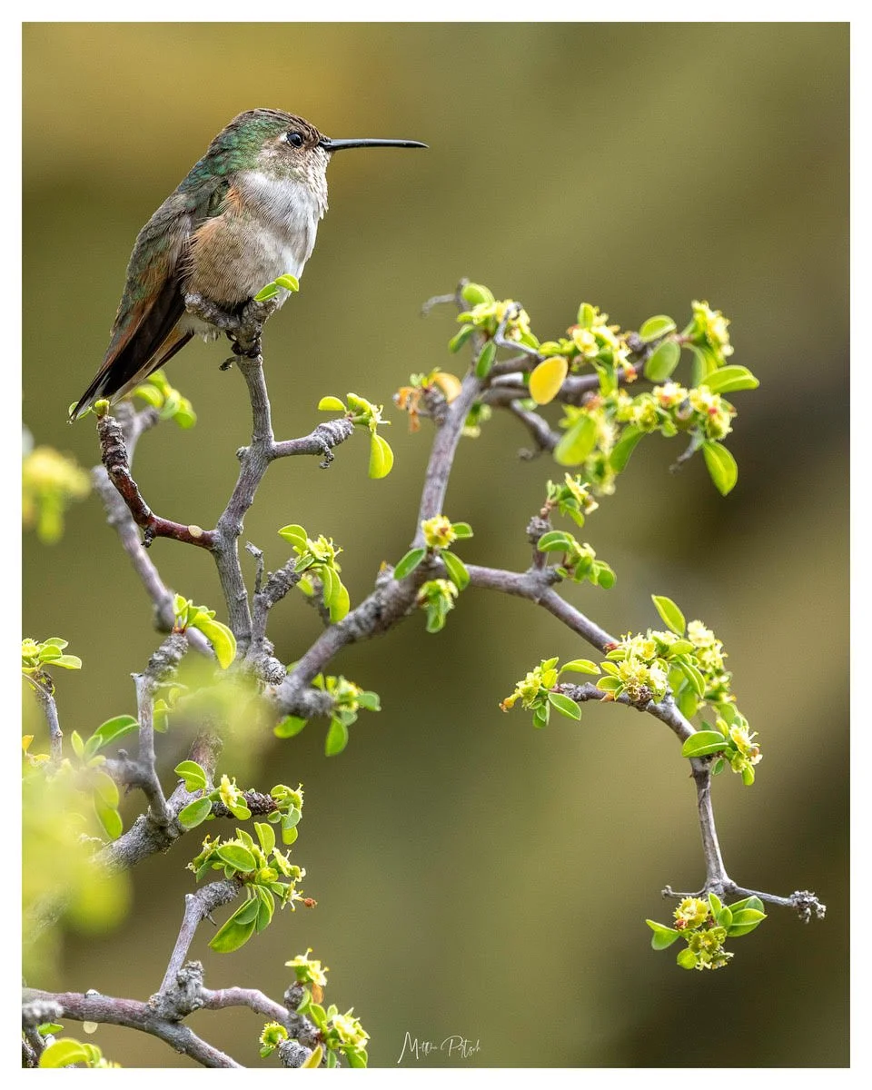 The Beauty & Magic of Hummingbirds By Local Los Angeles Photographer ...