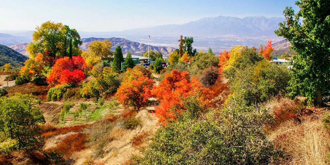Where to See Fall Foliage in Southern California — Palos Verdes Pulse