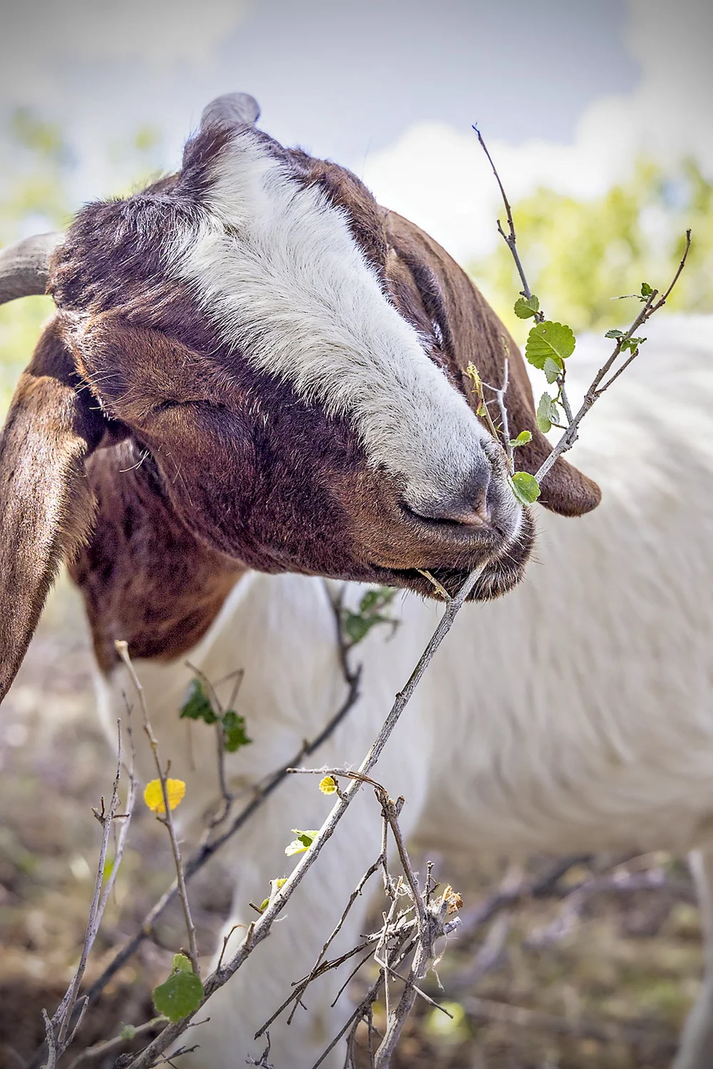 OH MY GOAT! Man’s Other Best Friend? By Photographer, Storyteller ...