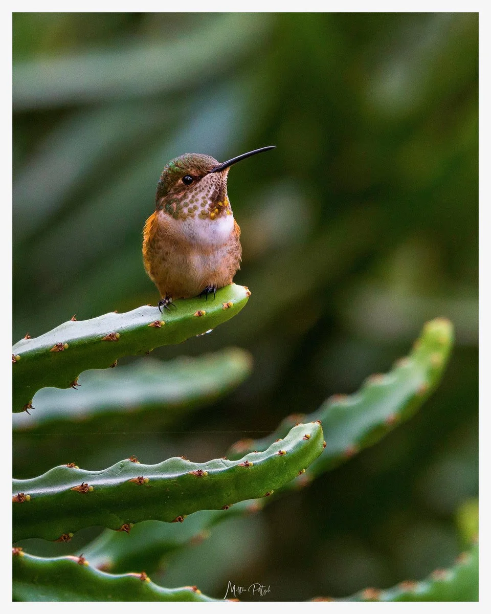 The Beauty & Magic of Hummingbirds By Local Los Angeles Photographer ...
