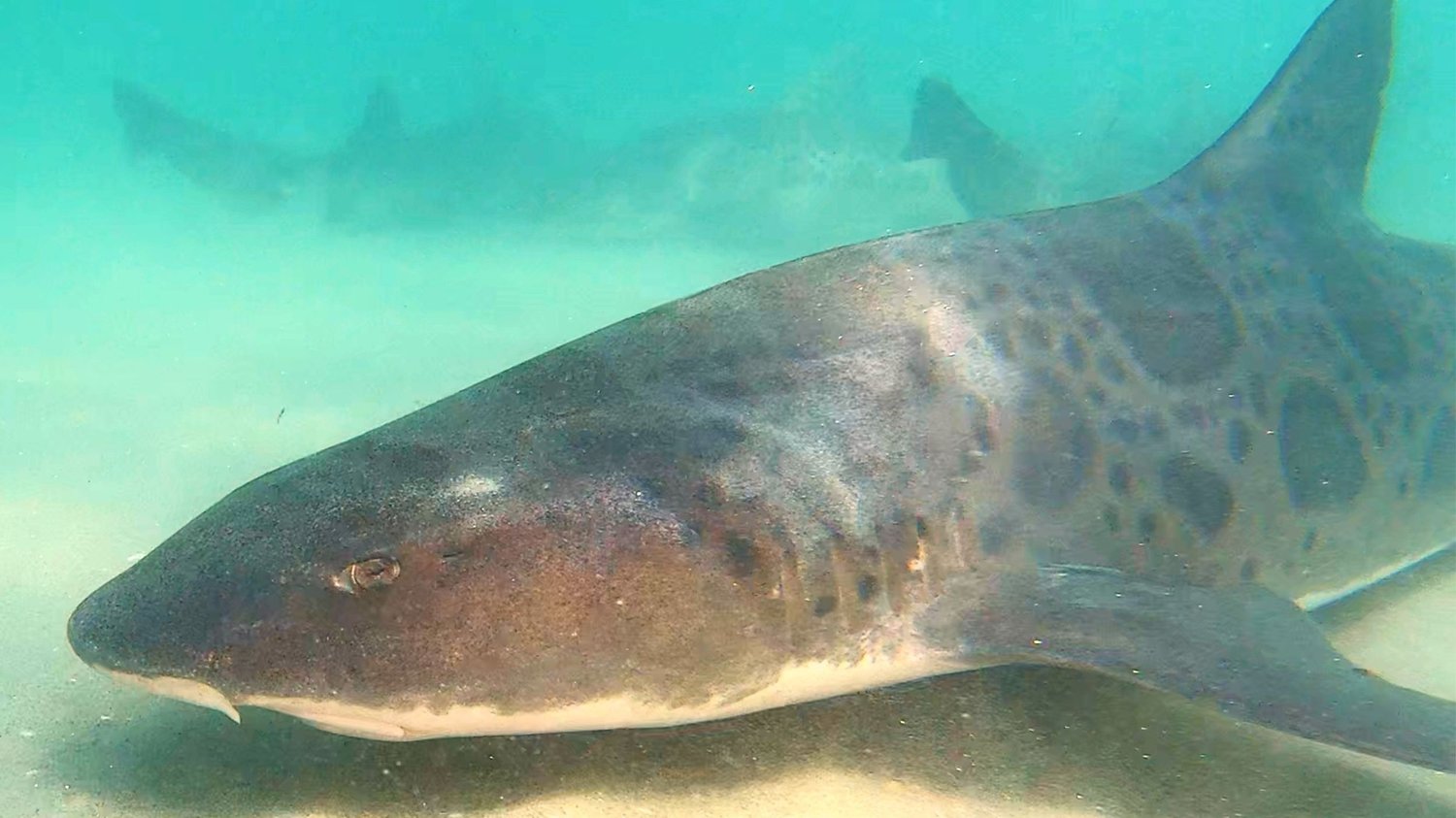 Swimming With the Leopard Sharks By Adventurer Andre Navarro of Ocean ...