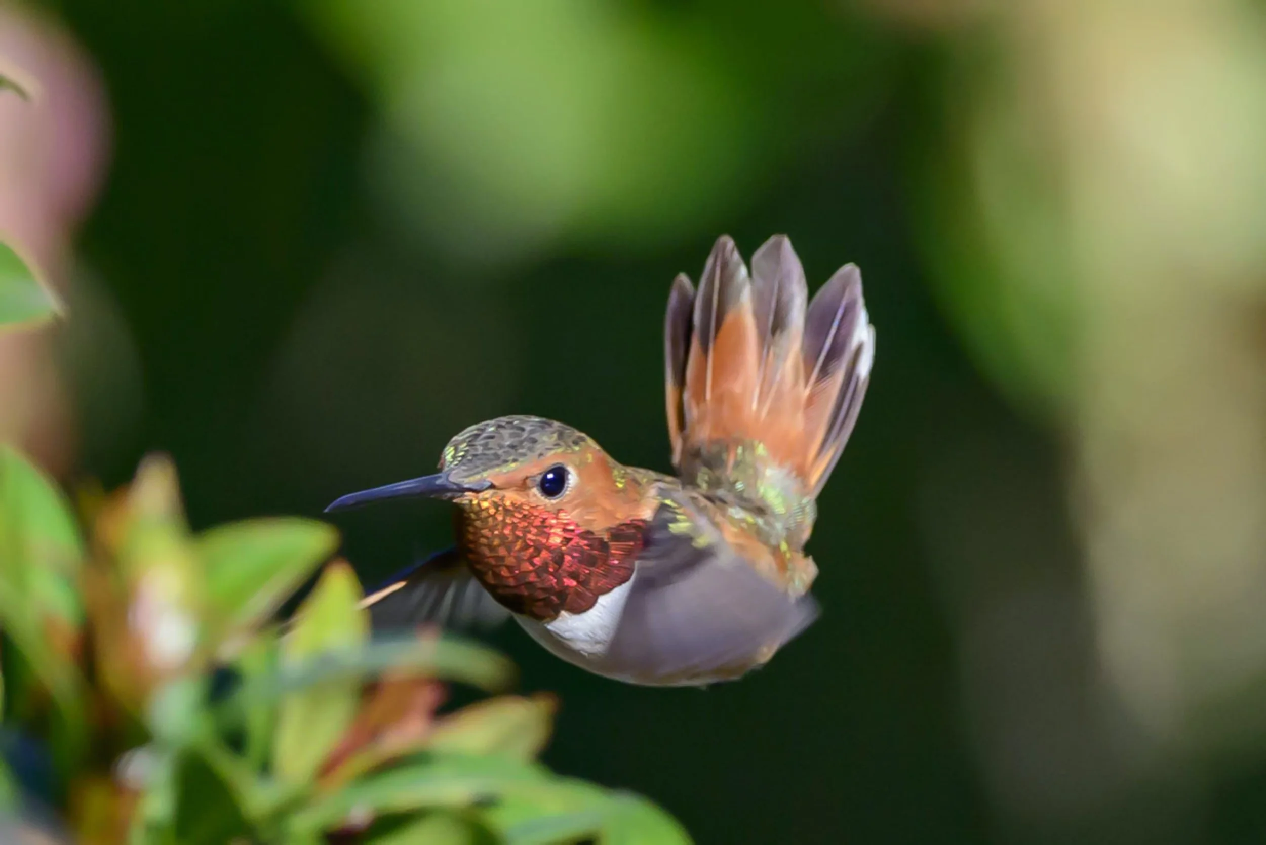 Hummingbirds of the Palos Verdes Peninsula By Local Photographer Randy ...