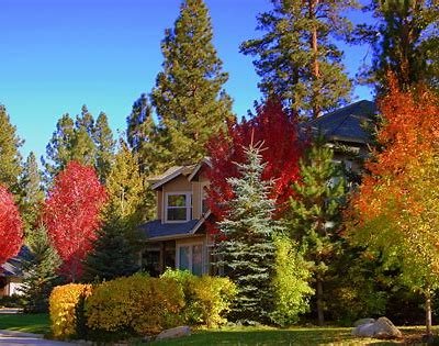 Where to See Fall Foliage in Southern California — Palos Verdes Pulse