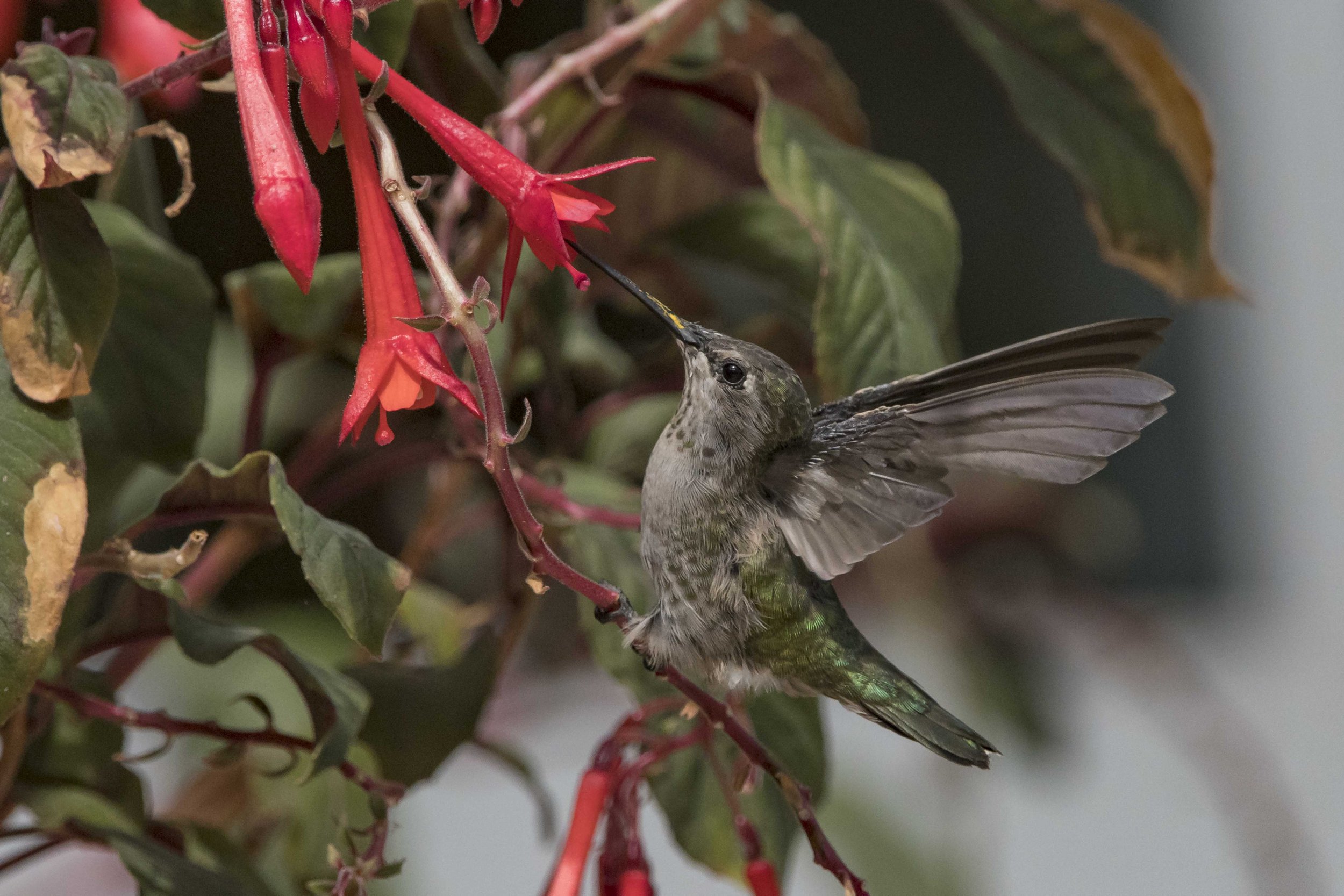 Hummingbirds of the Palos Verdes Peninsula By Local Photographer Randy ...