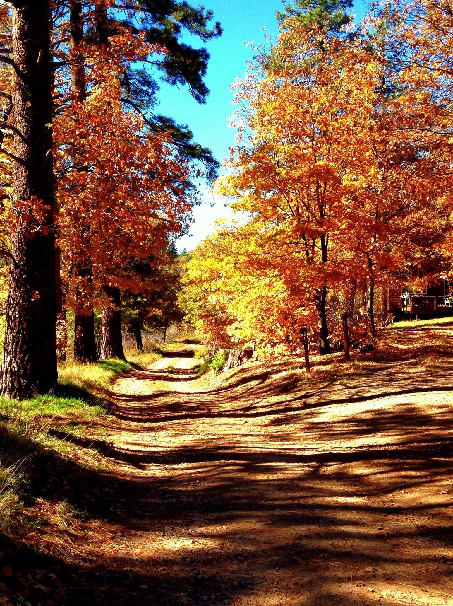 Where to See Fall Foliage in Southern California — Palos Verdes Pulse