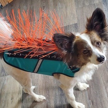 Barking Up the Right Tree: How CoyoteVest Revolutionized Pet Protection ...