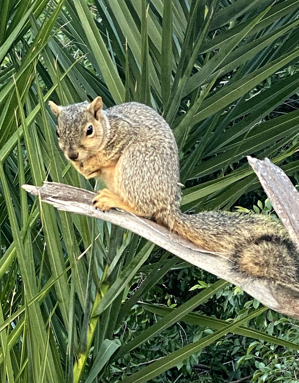 Charming Acrobats of the Coast: The Western Gray Squirrels of Palos ...