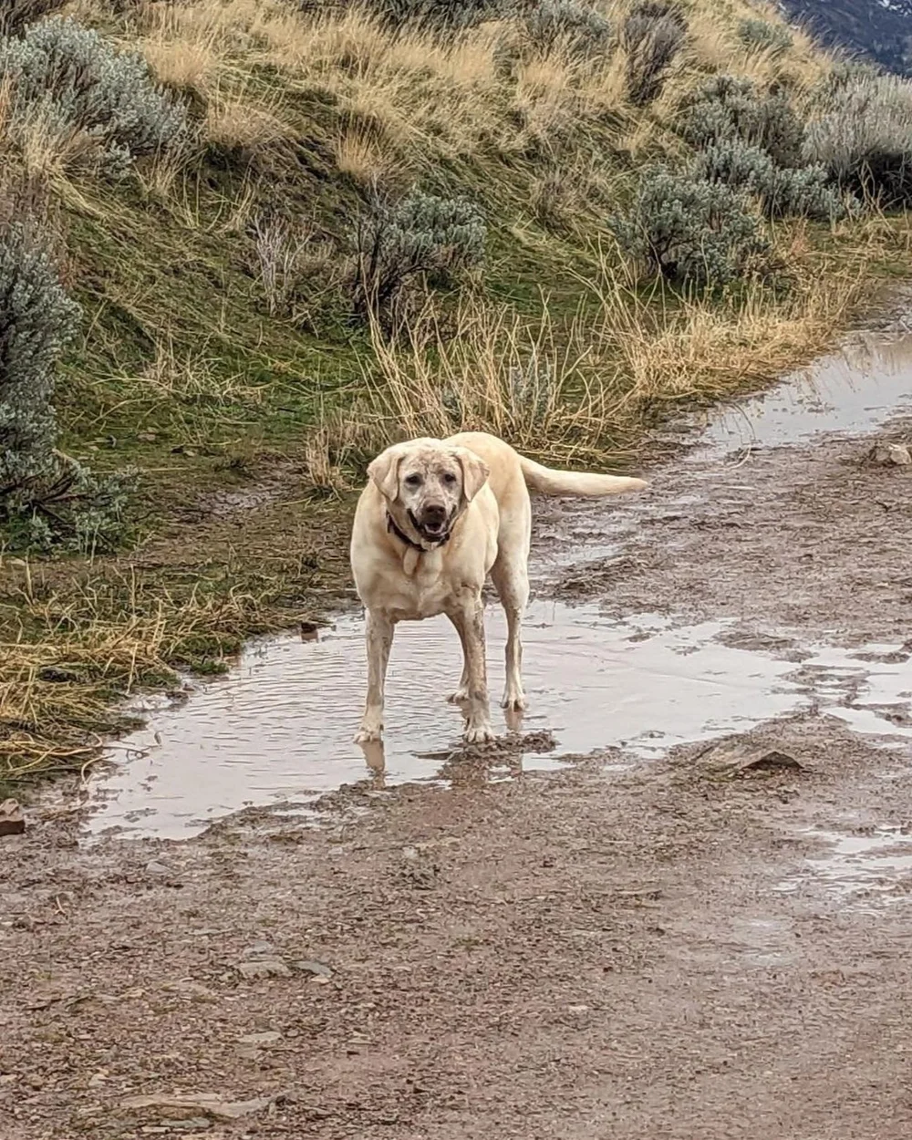 Services — Merry Pets