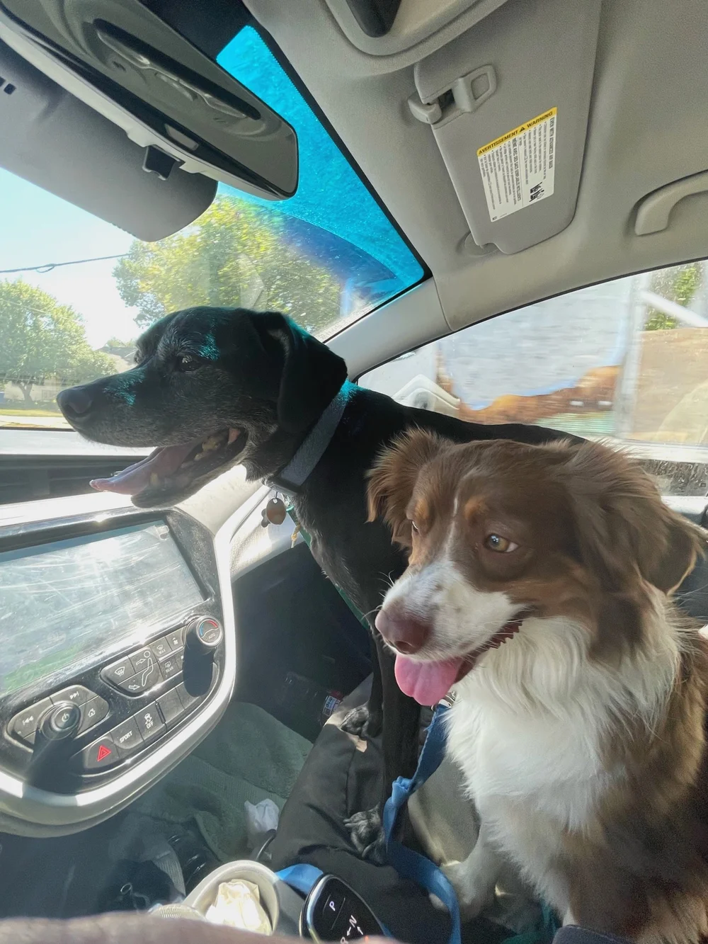 Services — Merry Pets