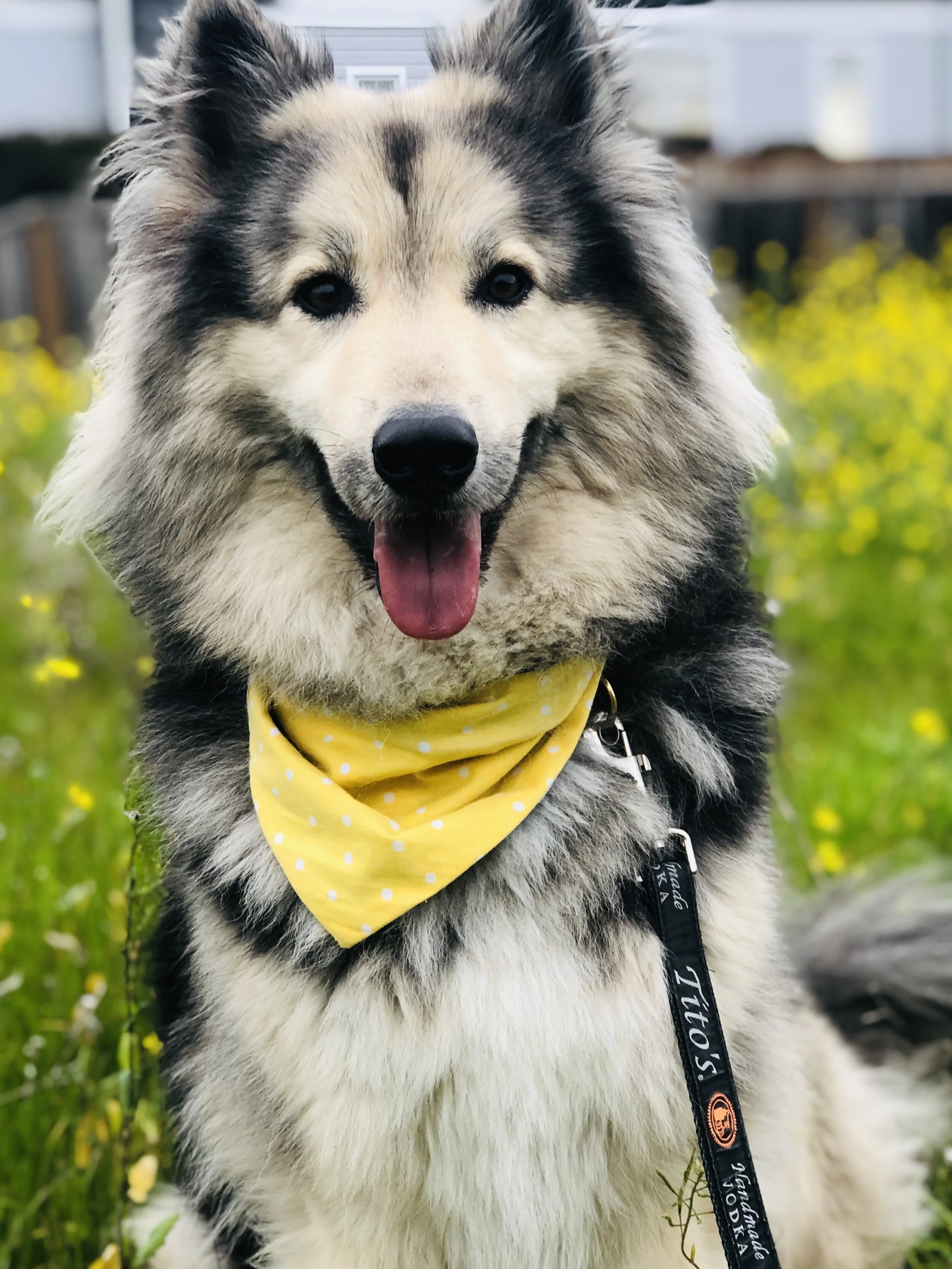 Ambassador dogs — Silicon Valley Pet Project